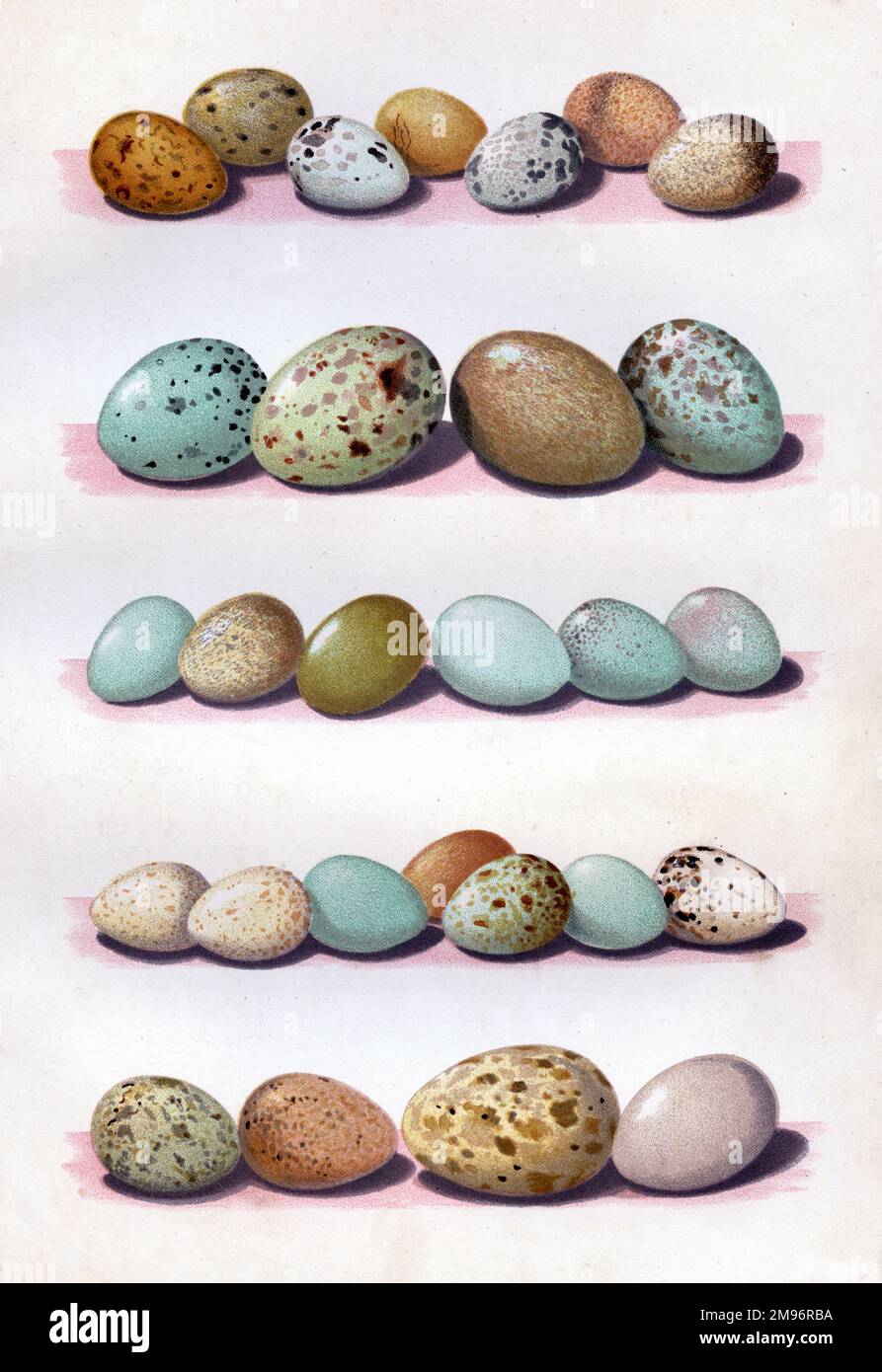 The Eggs of British Birds -- assorted eggs of different colours and ...