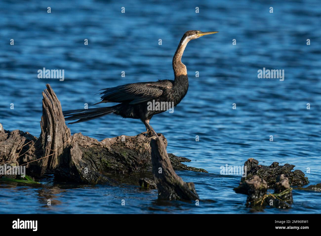 African Darter (Anhinga rufa), Chobe National Park, Botswana Stock ...