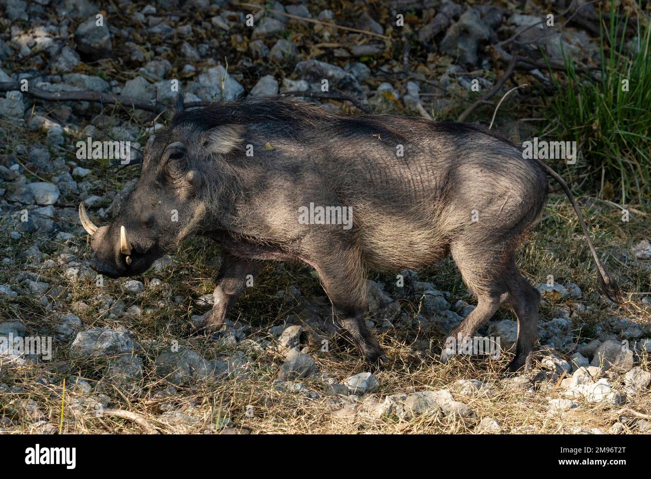 Warthog chobe national park hi-res stock photography and images - Alamy
