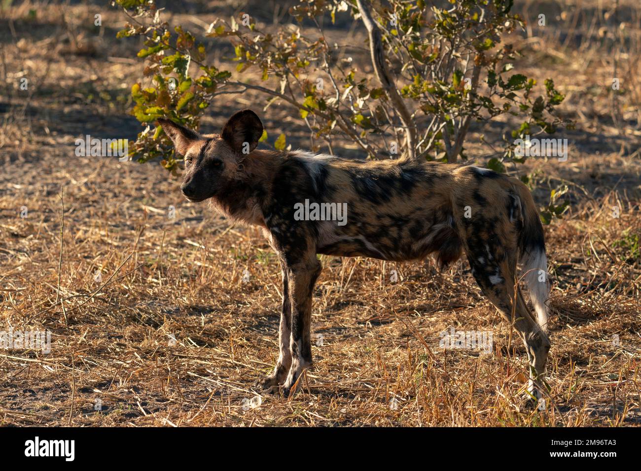 African wild dog (Lycaon pictus), Savuti, Chobe National Park, Botswana ...