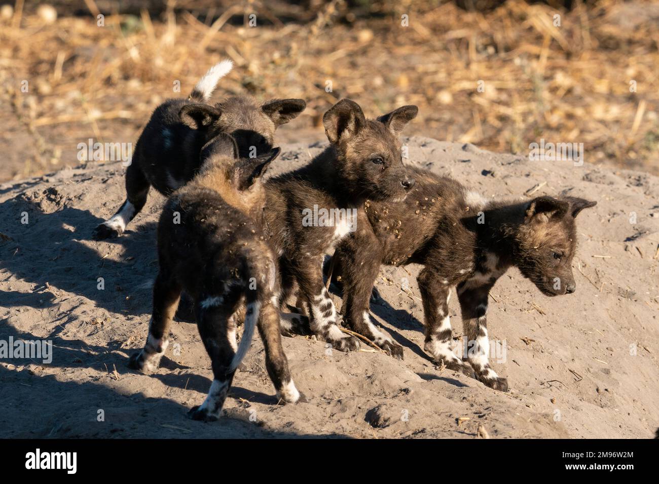African wild dog (Lycaon pictus) pups at the den, Savuti, Chobe ...