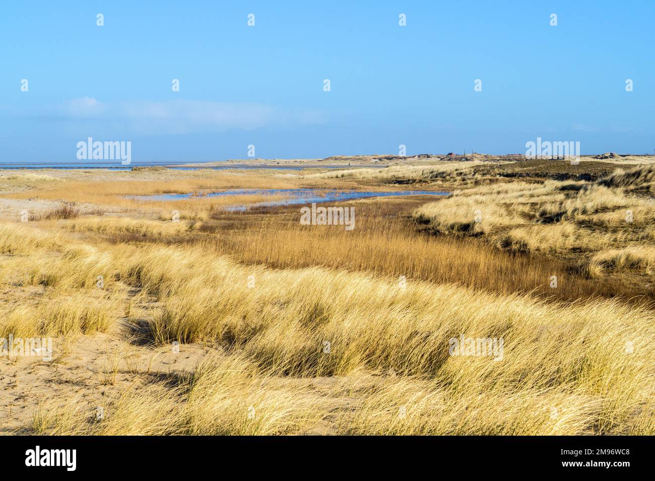 Salt marshes on the North Sea Stock Photo - Alamy