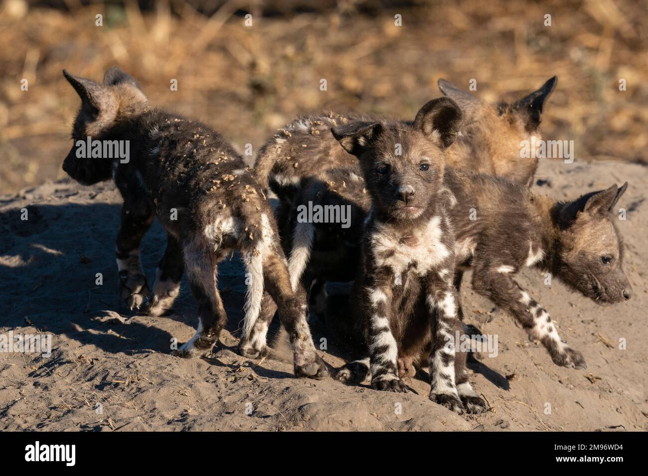 African wild dog (Lycaon pictus) pups at the den, Savuti, Chobe ...
