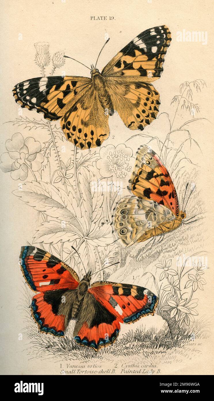 Small tortoiseshell insects hi-res stock photography and images - Alamy