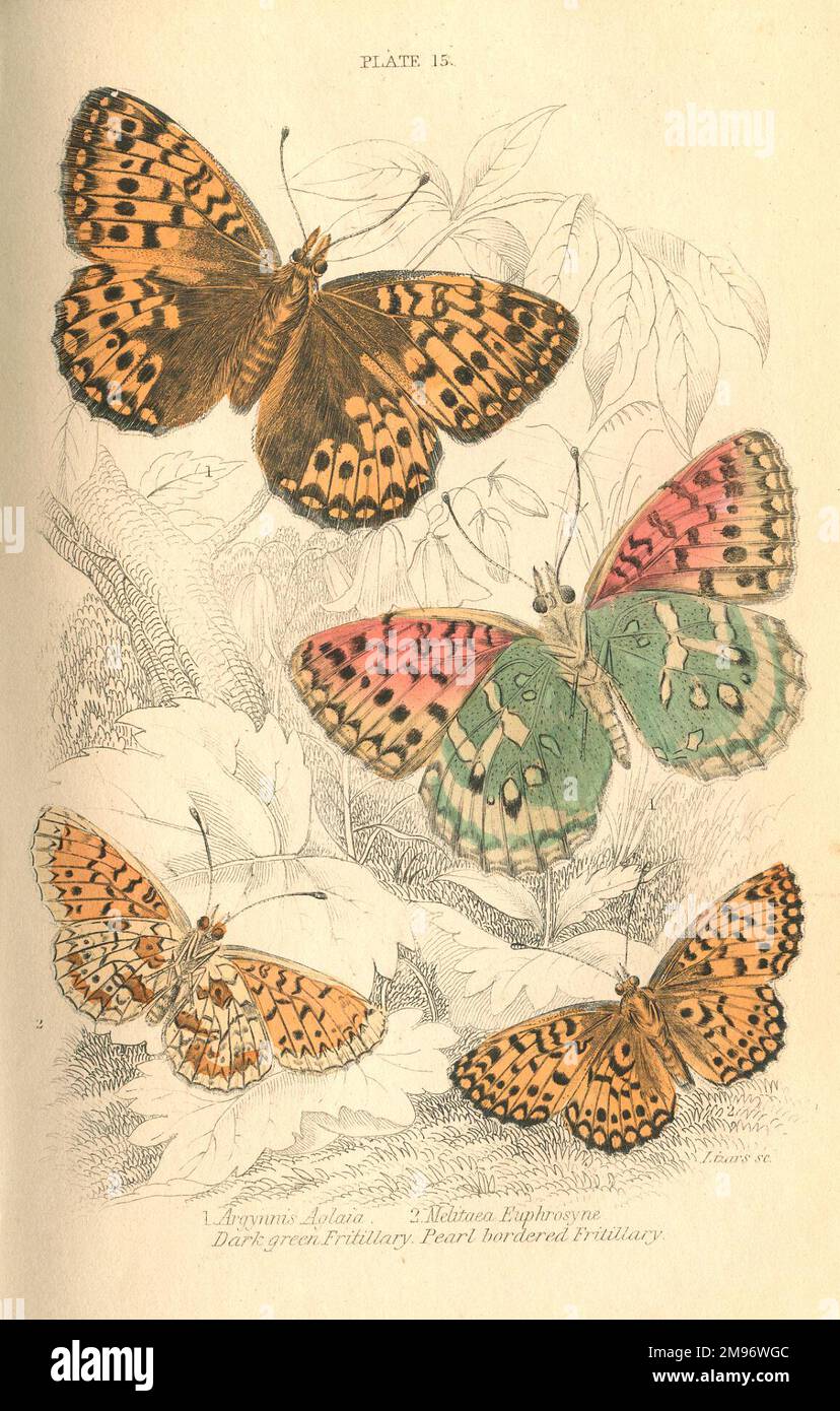 Fritillary butterfly butterflies hi-res stock photography and images ...