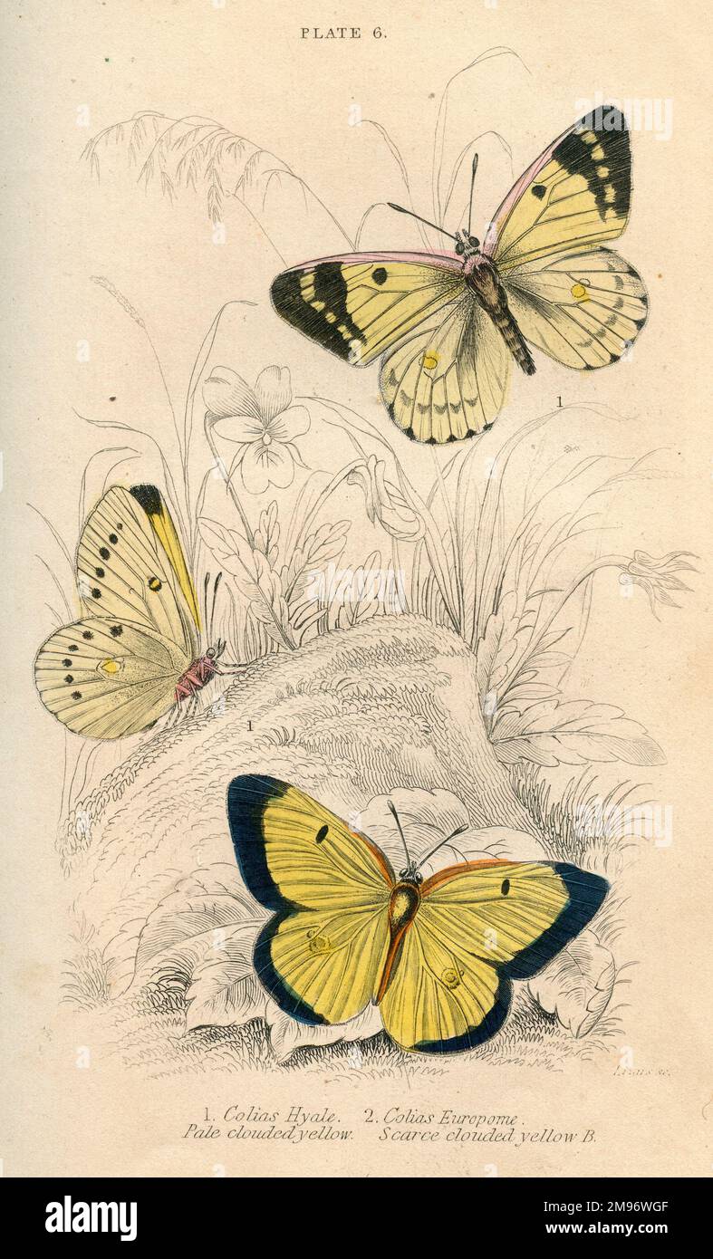 Clouded butterflies hi-res stock photography and images - Alamy