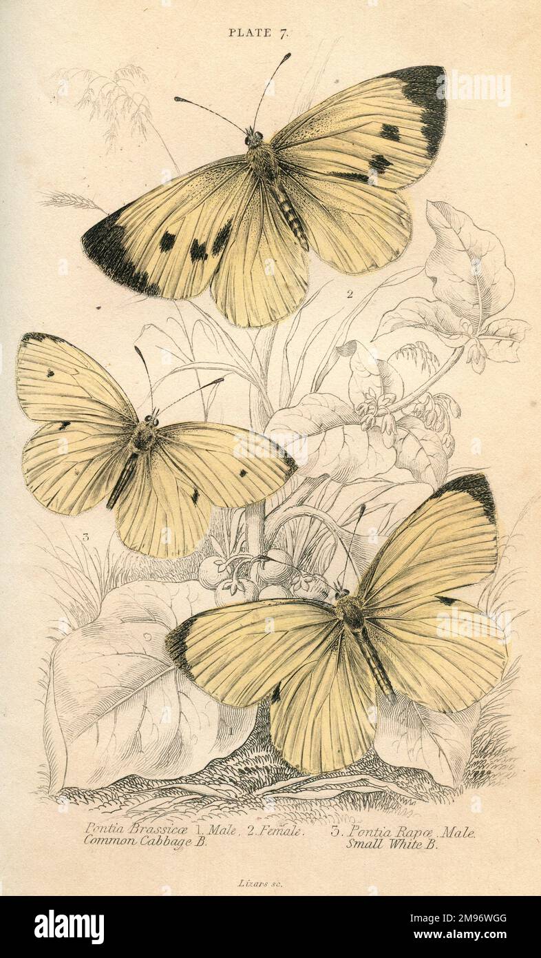 Cabbage White Butterflies Stock Photo - Alamy