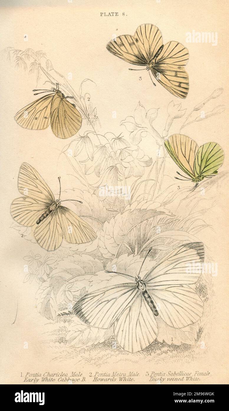Cabbage White Butterflies Stock Photo - Alamy