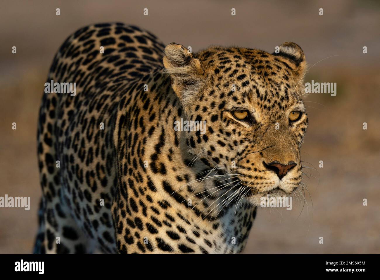 Leopard (Panthera pardus), Savuti, Chobe National Park, Botswana Stock ...