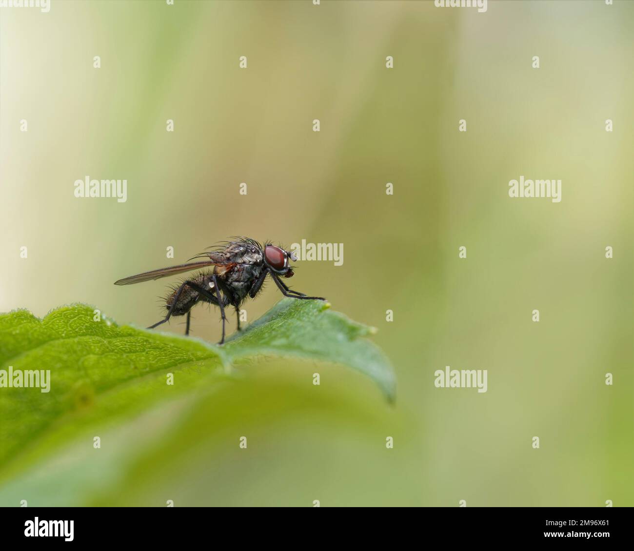 A muscid fly resting on a green leaf Stock Photo - Alamy