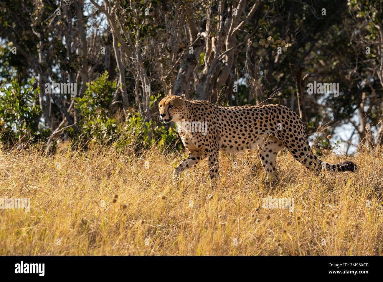 Cheetah (Acinonyx jubatus) walking, Savuti, Chobe National Park ...