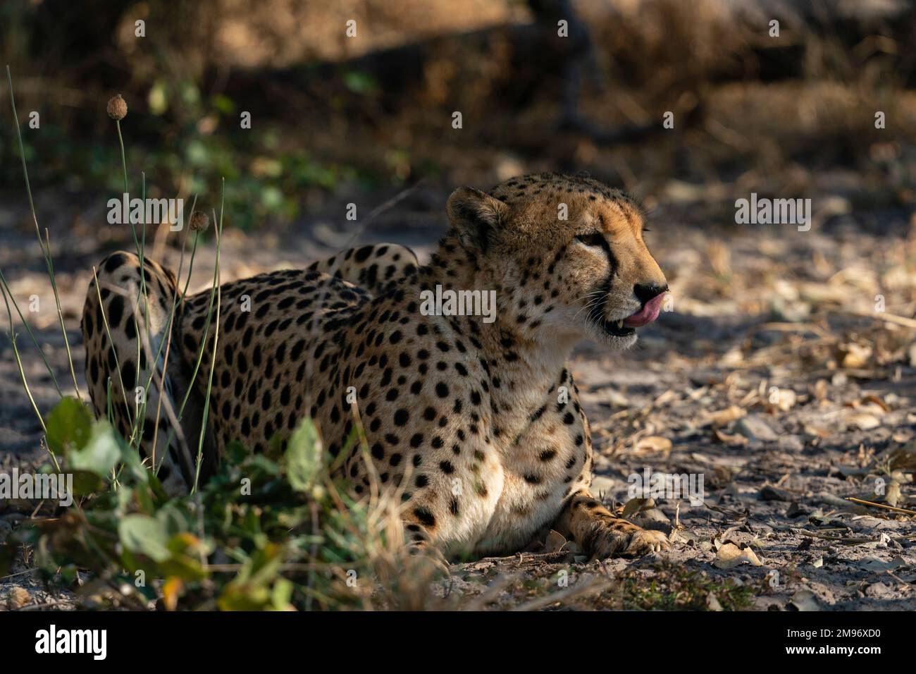 Cheetah (Acinonyx jubatus), Savuti, Chobe National Park, Botswana Stock ...