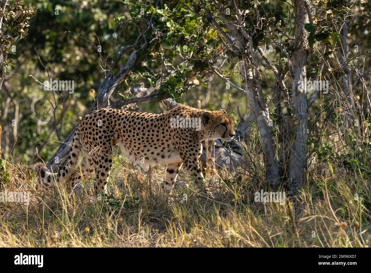 Cheetah (Acinonyx jubatus) walking, Savuti, Chobe National Park ...