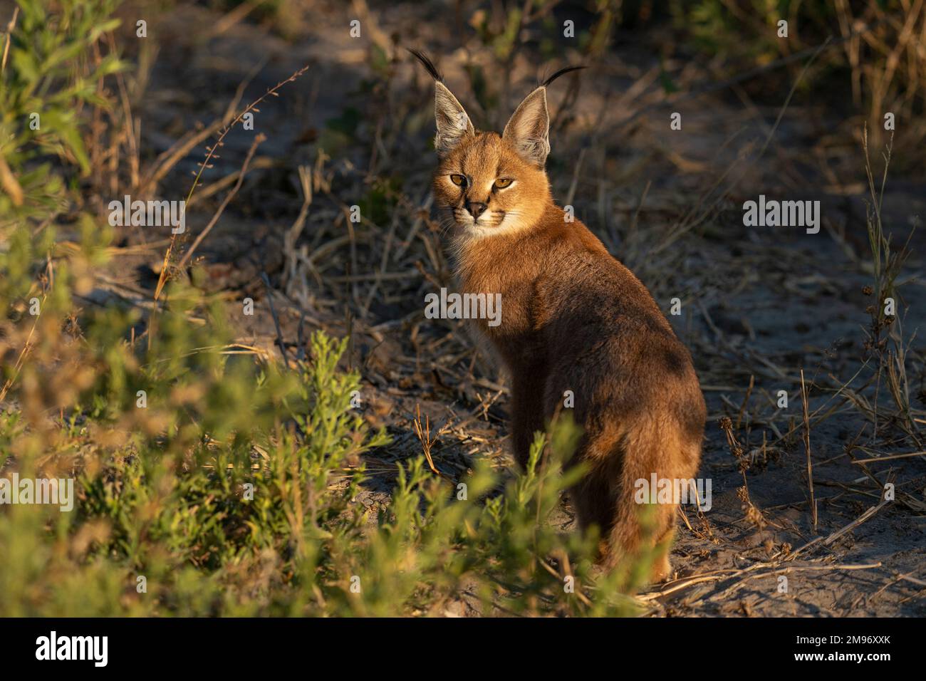 Southern caracal hi-res stock photography and images - Alamy