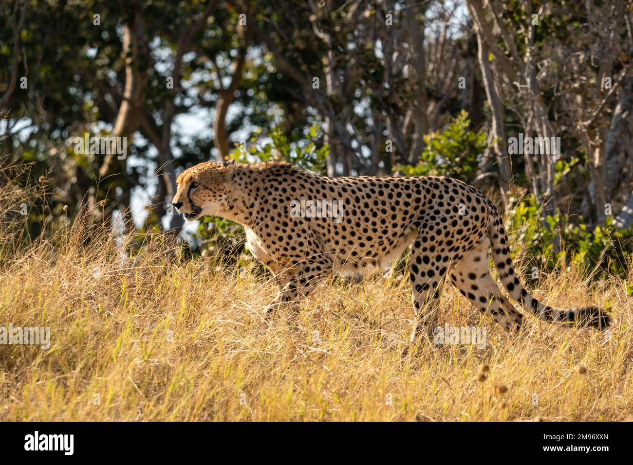 Cheetah (Acinonyx jubatus) walking, Savuti, Chobe National Park ...