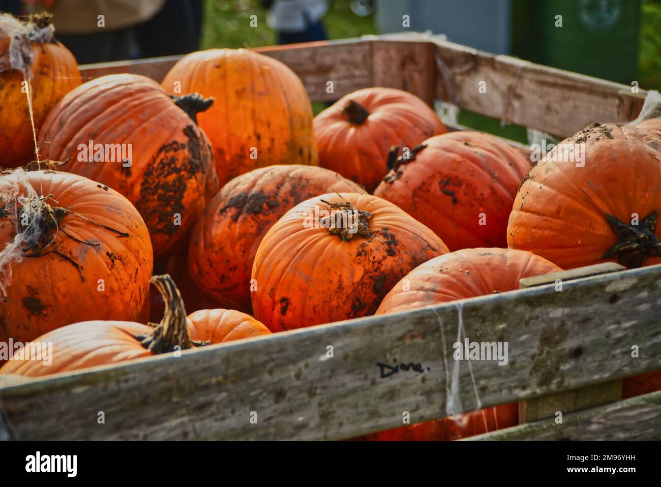 Lots of pumpkins in a wooden crate to be picked for Halloween Stock ...