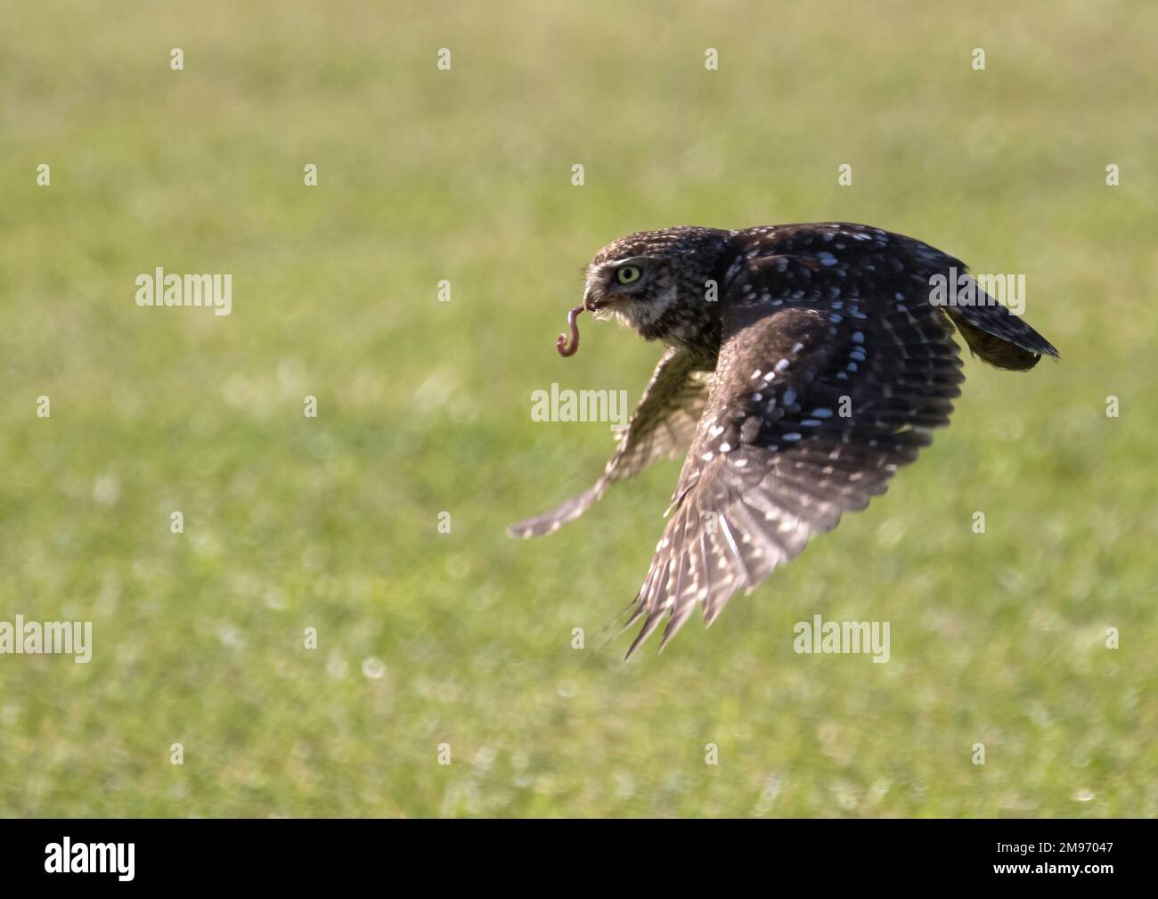 Little Owl in flight with worm in beak Stock Photo - Alamy