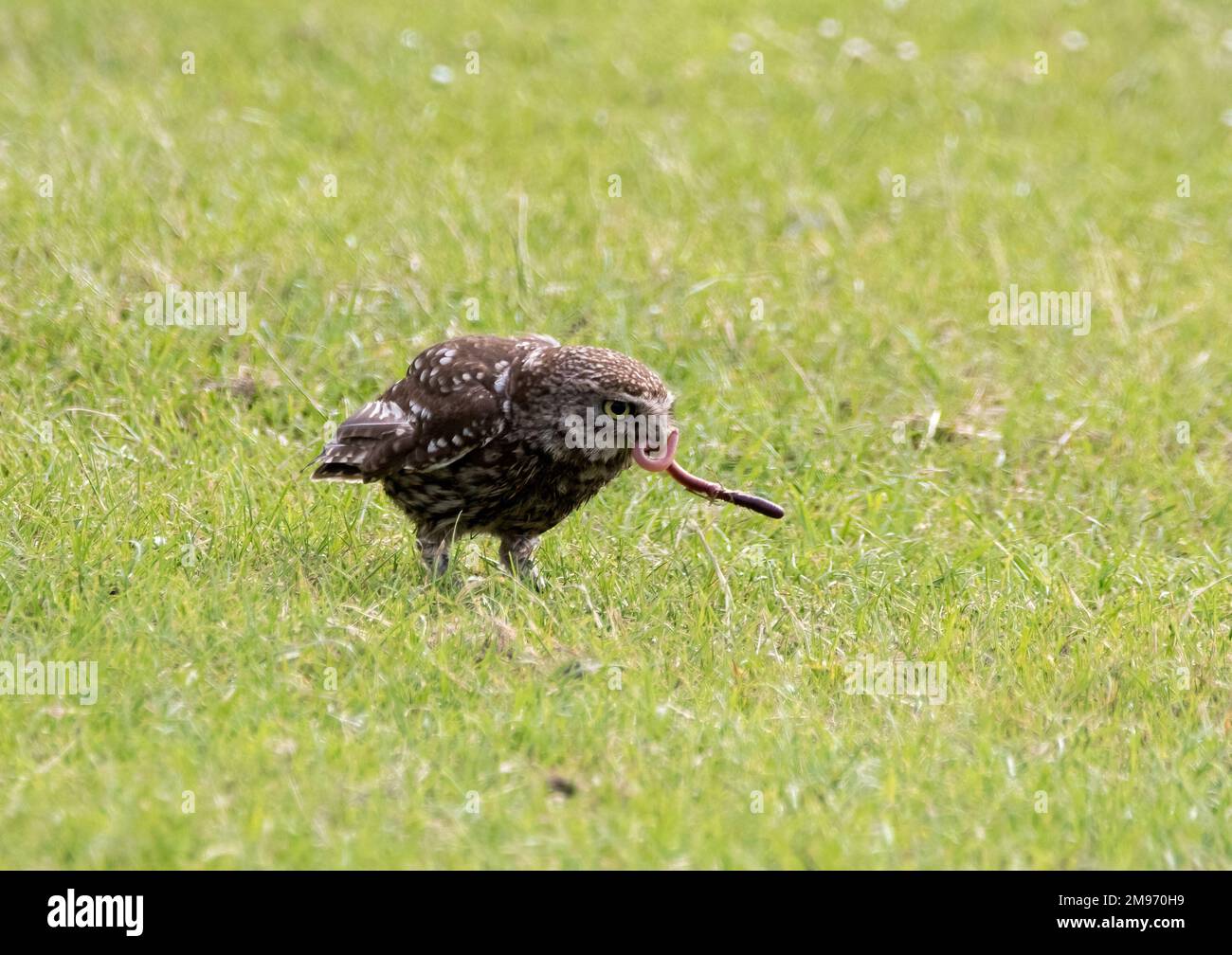 Little Owl catching worm Stock Photo - Alamy