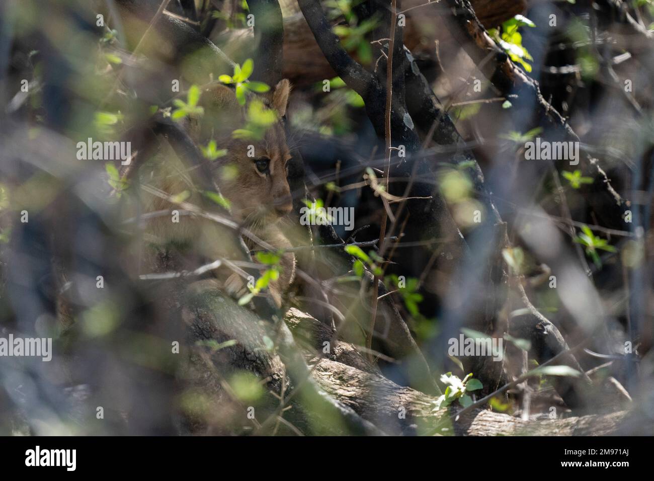 A lion cub (Panthera leo) hiding in the bush, Khwai Concession ...