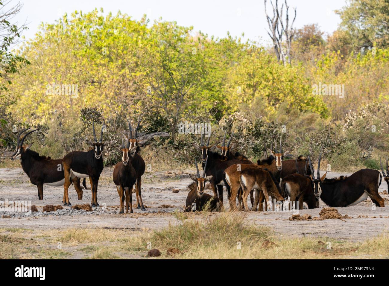 Sable antelopes (Hippotragus niger), Khwai Concession, Okavango Delta ...