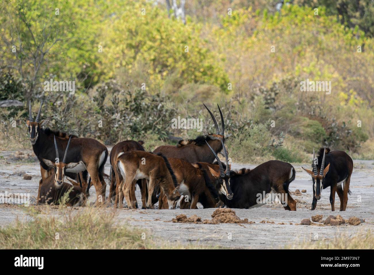 Sable antelopes (Hippotragus niger), Khwai Concession, Okavango Delta ...
