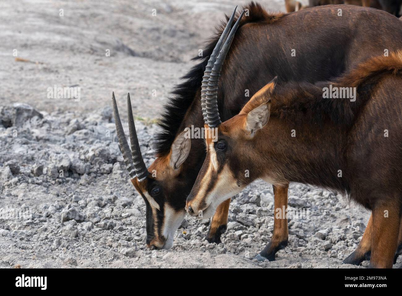 Sable antelopes (Hippotragus niger), Khwai Concession, Okavango Delta ...