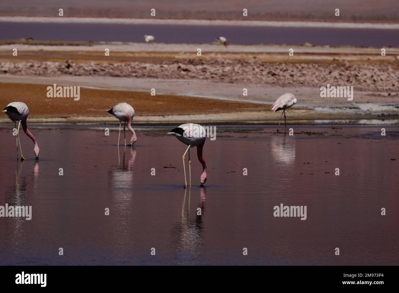 Flamingos in the LAGUNA CARACHI PAMPA biosphere reserve, Catamarca ...
