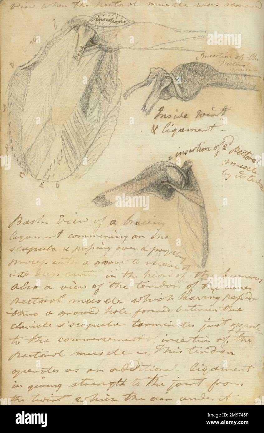 Royston crow cross-section. 1808. From Cayley’s original notebook Stock ...