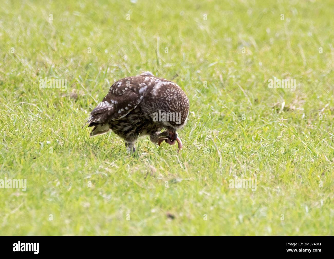 Little Owl catching worm Stock Photo - Alamy