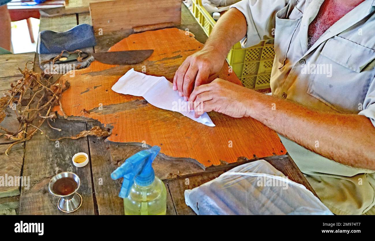 Hands making pure cigars by hand in the Viñales Valley, Republic of ...