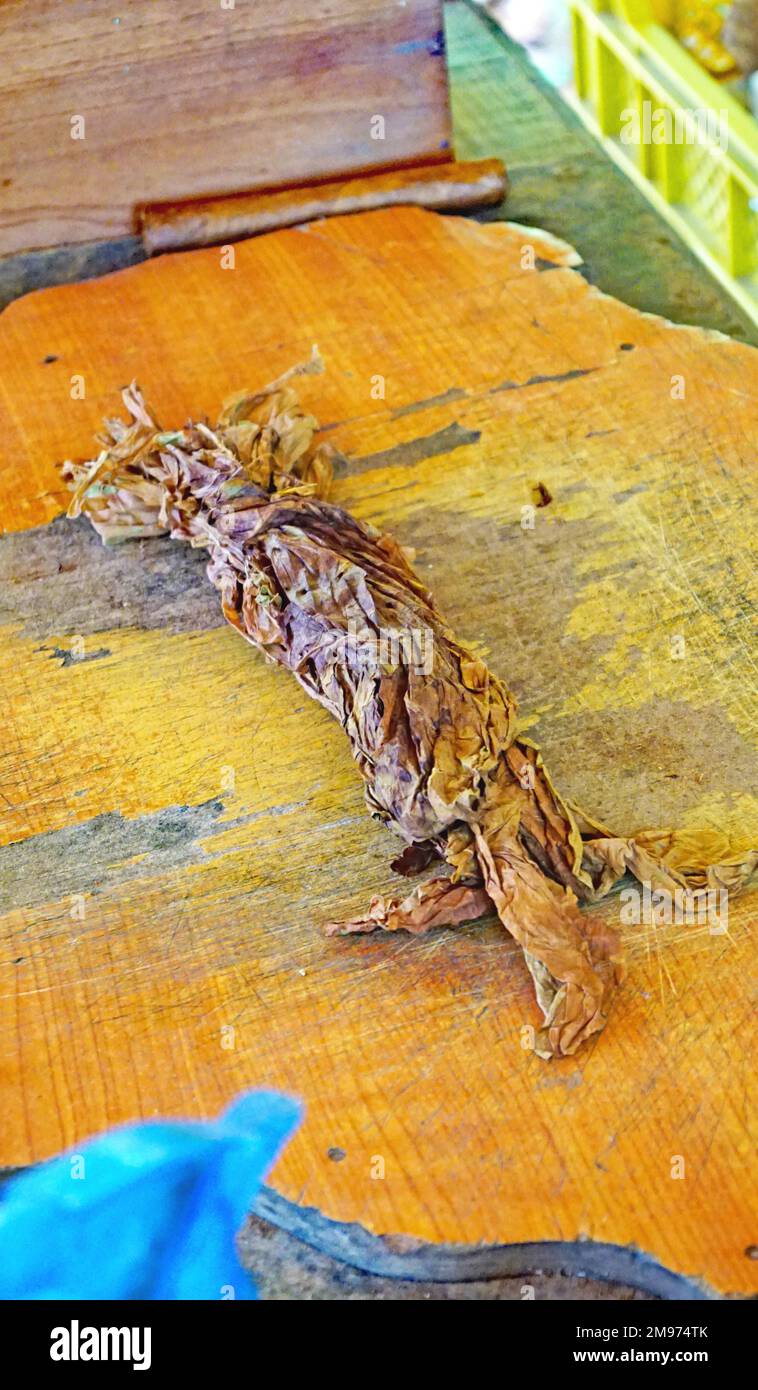 Hands making pure cigars by hand in the Viñales Valley, Republic of ...