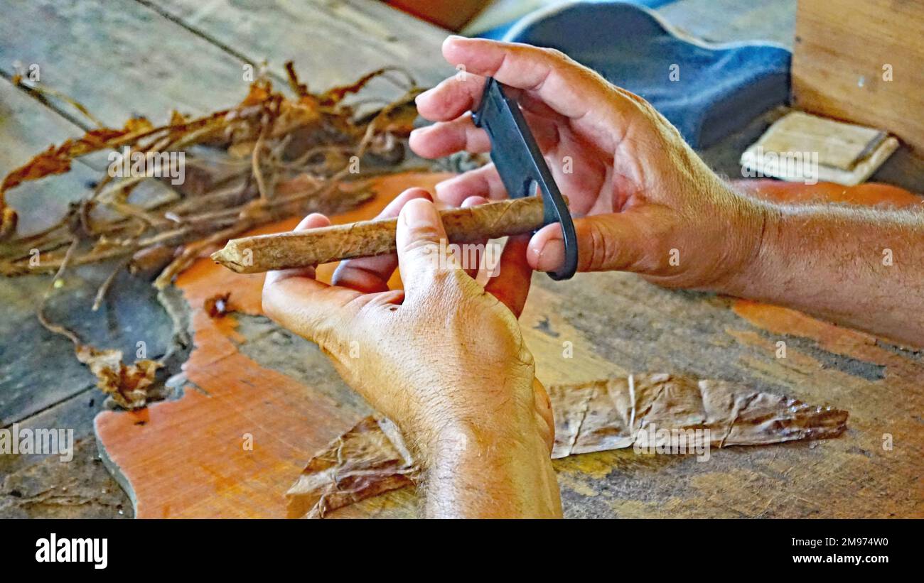 Hands making pure cigars by hand in the Viñales Valley, Republic of ...