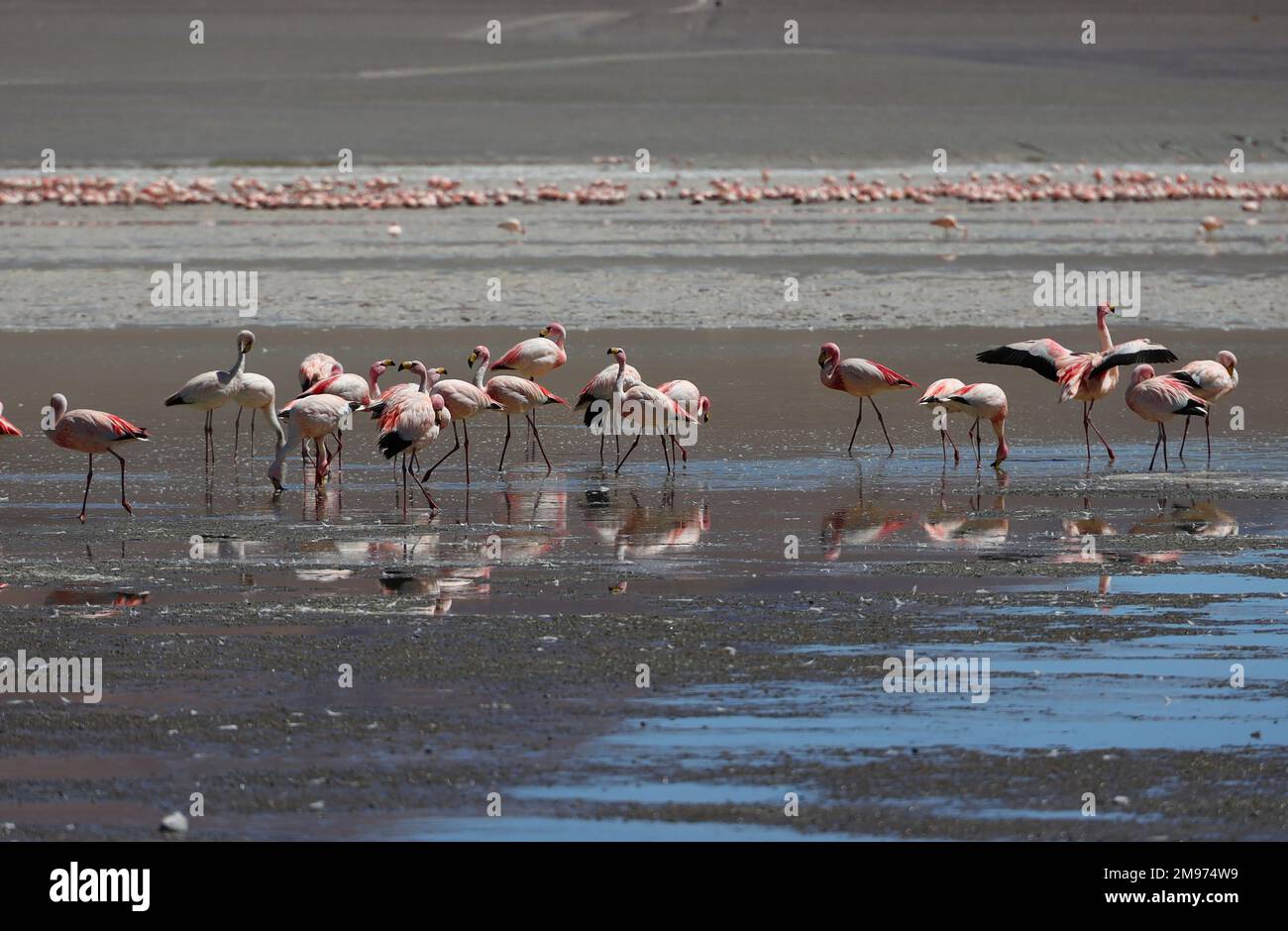 Flamingos in LAGUNA Grande, Catamarca, Argentina Stock Photo - Alamy