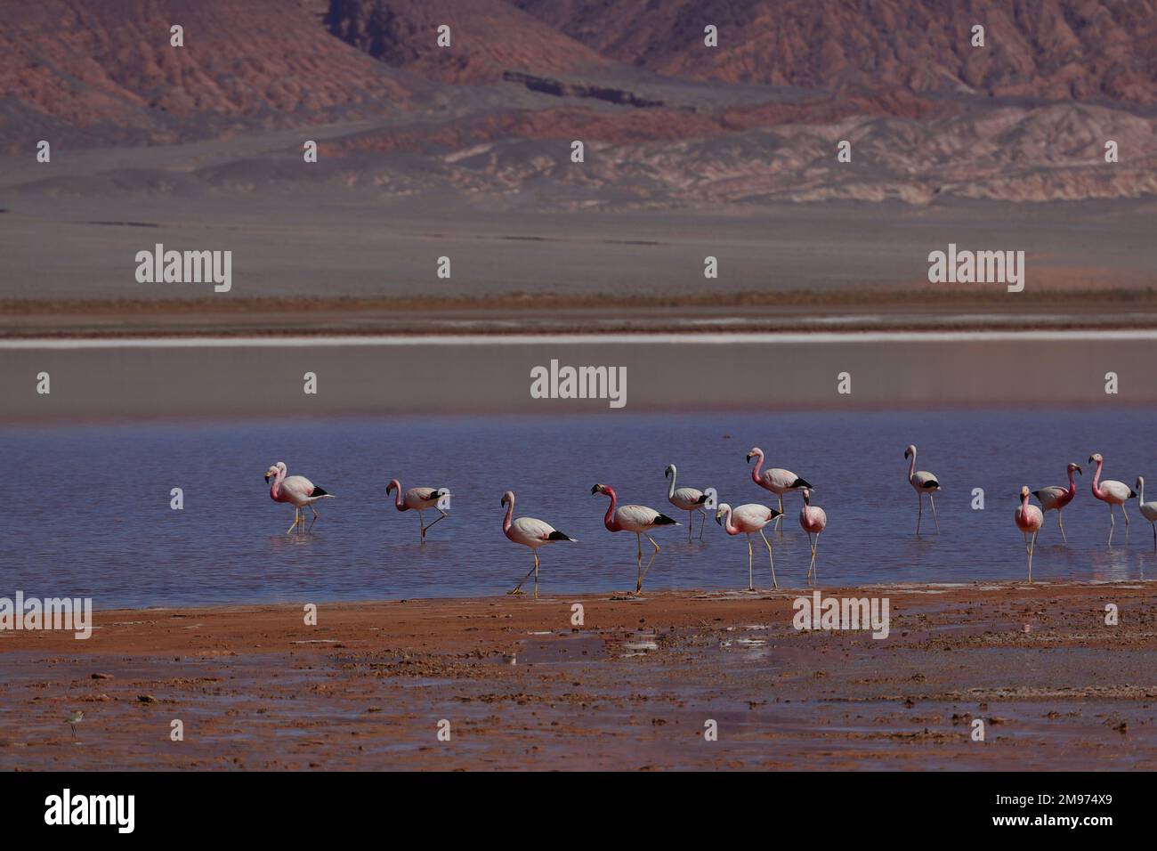 Flamingos in the LAGUNA CARACHI PAMPA biosphere reserve, Catamarca ...