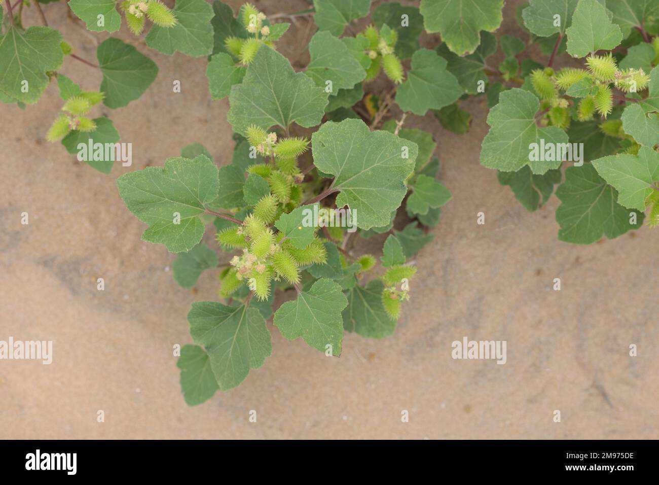 Plant, leaves of Xanthium (cocklebur) on the beach Stock Photo - Alamy