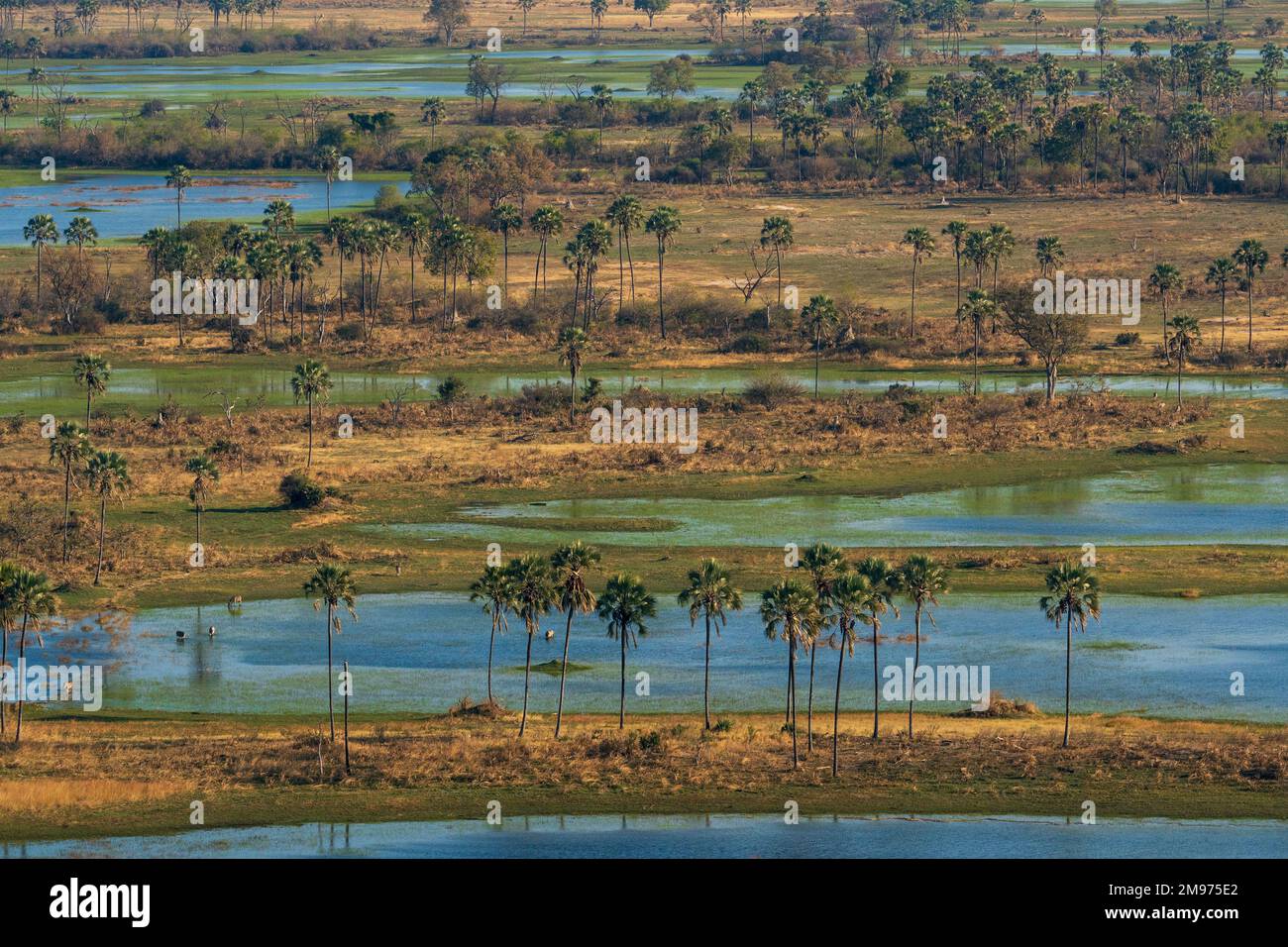 Aerial view of the Okavango Delta, Botswana Stock Photo - Alamy