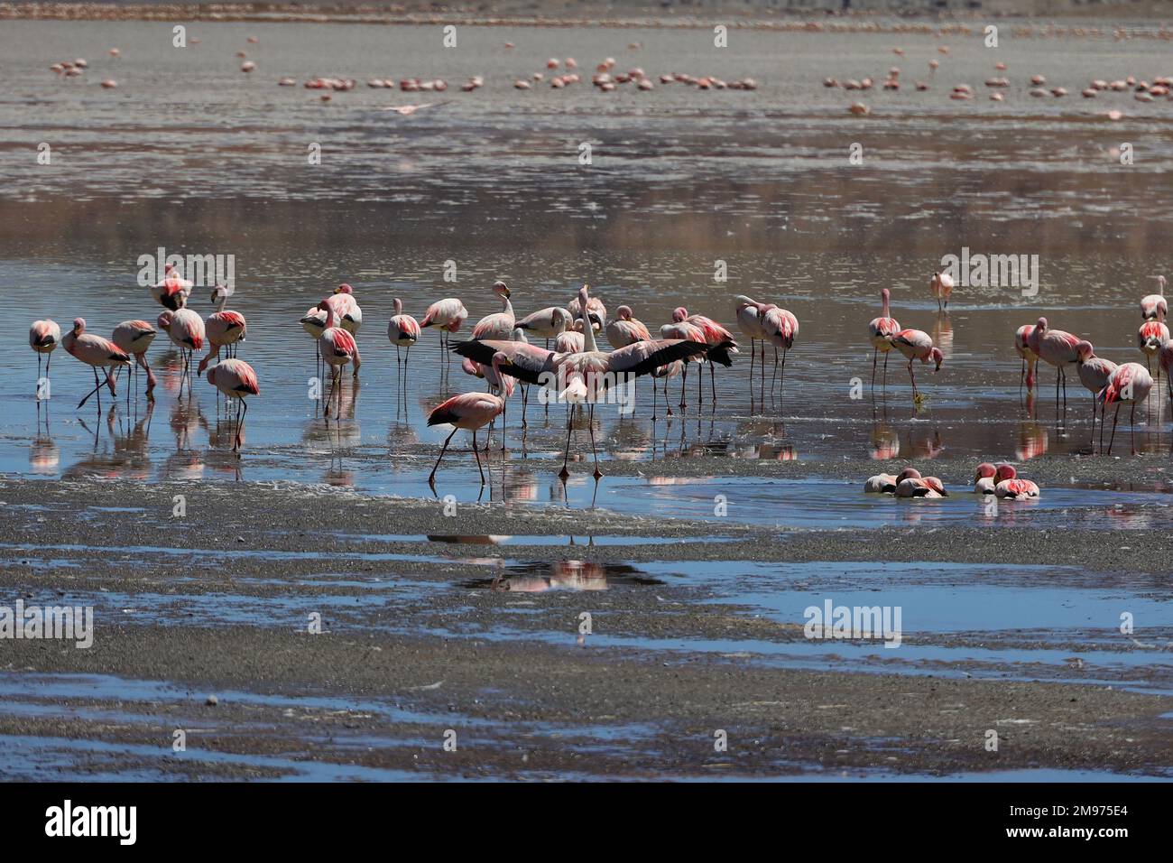 Flamingos in LAGUNA Grande, Catamarca, Argentina Stock Photo - Alamy