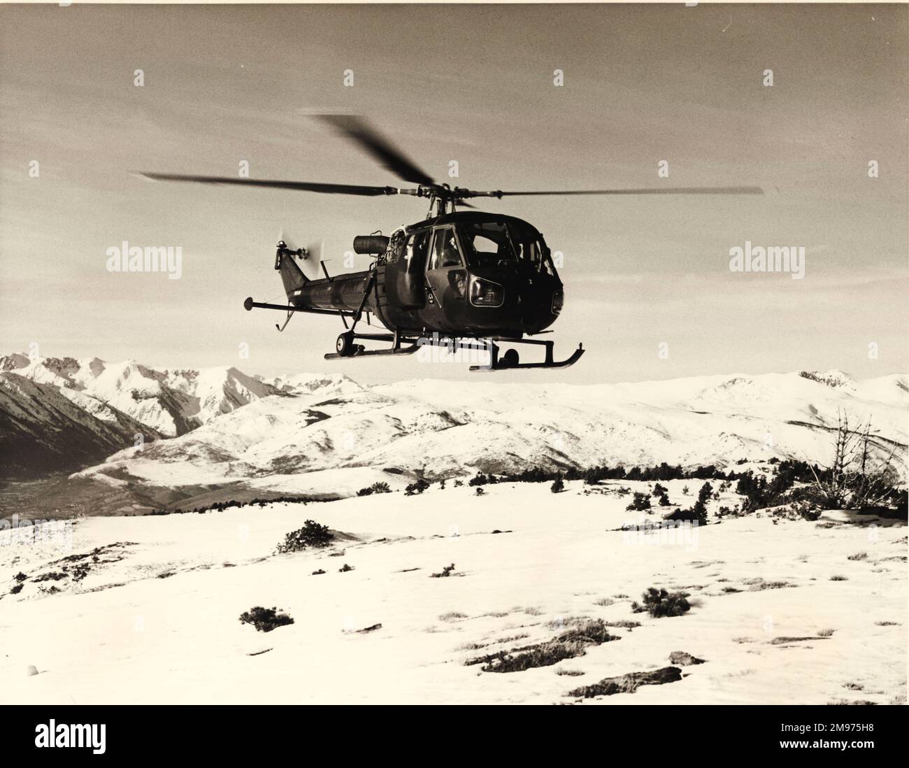 Westland Scout AH1 of 653 Squadron Army Air Corps during Evercise Horn ...