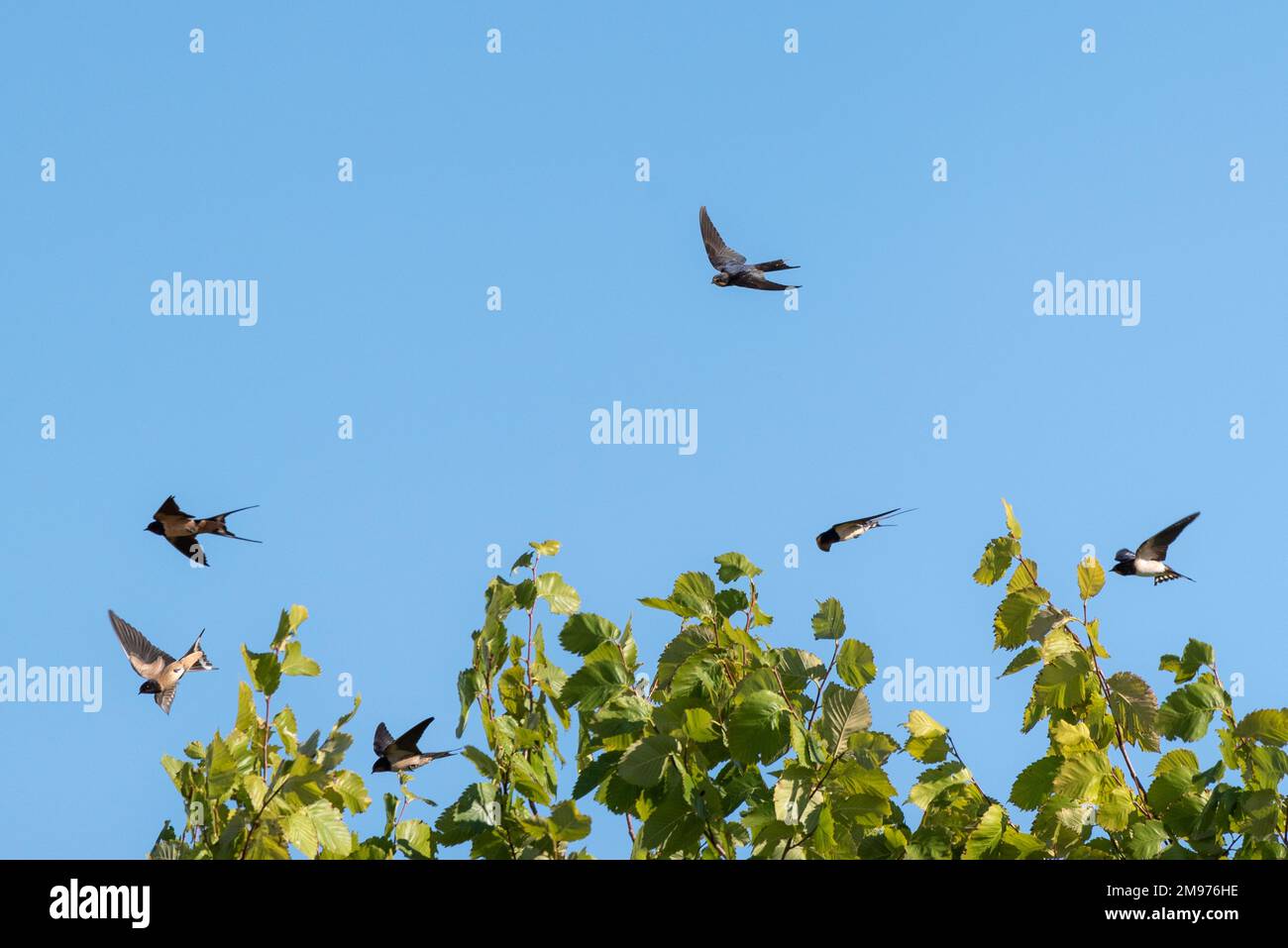 A low angle shot of barn swallows flying in the air near a green tree ...