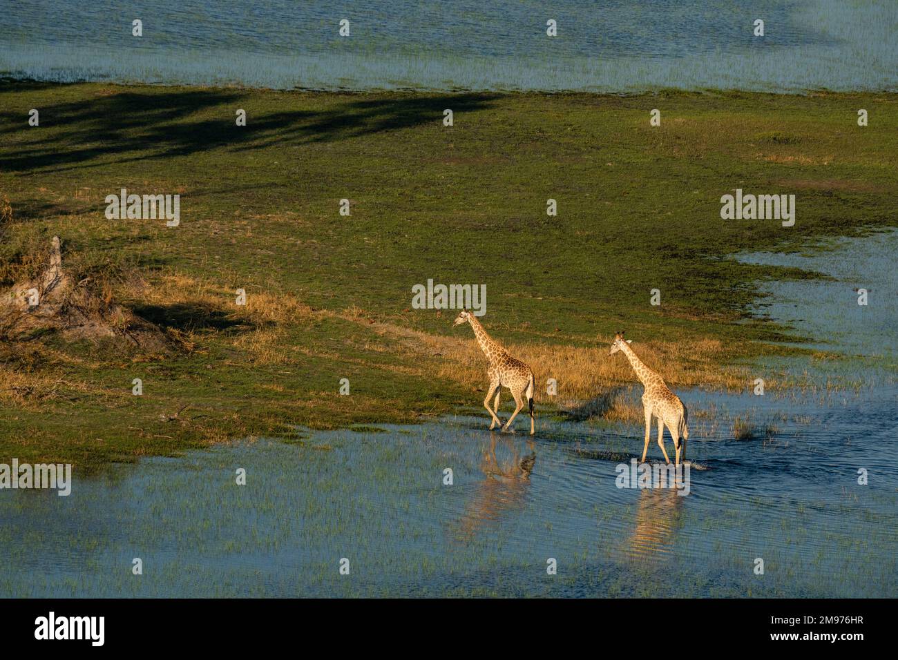Aerial view of two giraffes (Giraffa camelopardalis) walking in the ...