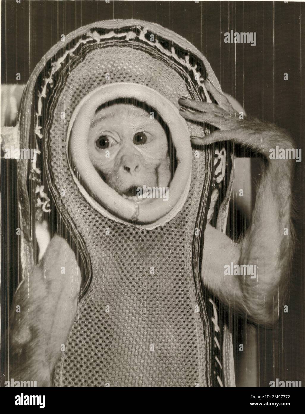 Miss Sam prior to being launched in a Mercury capsule from Wallops Test ...