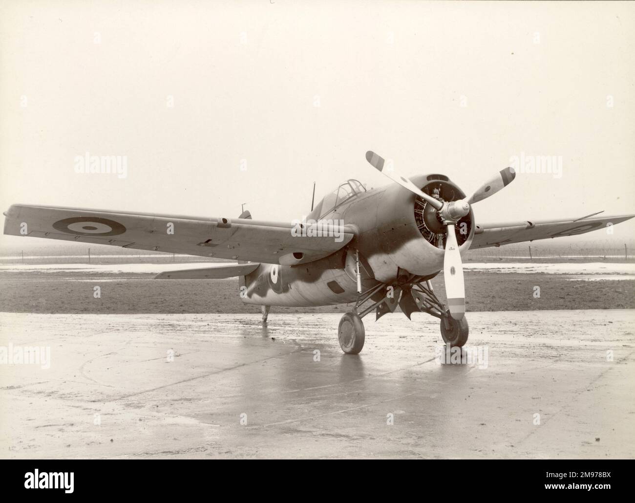 Martlet hi-res stock photography and images - Alamy