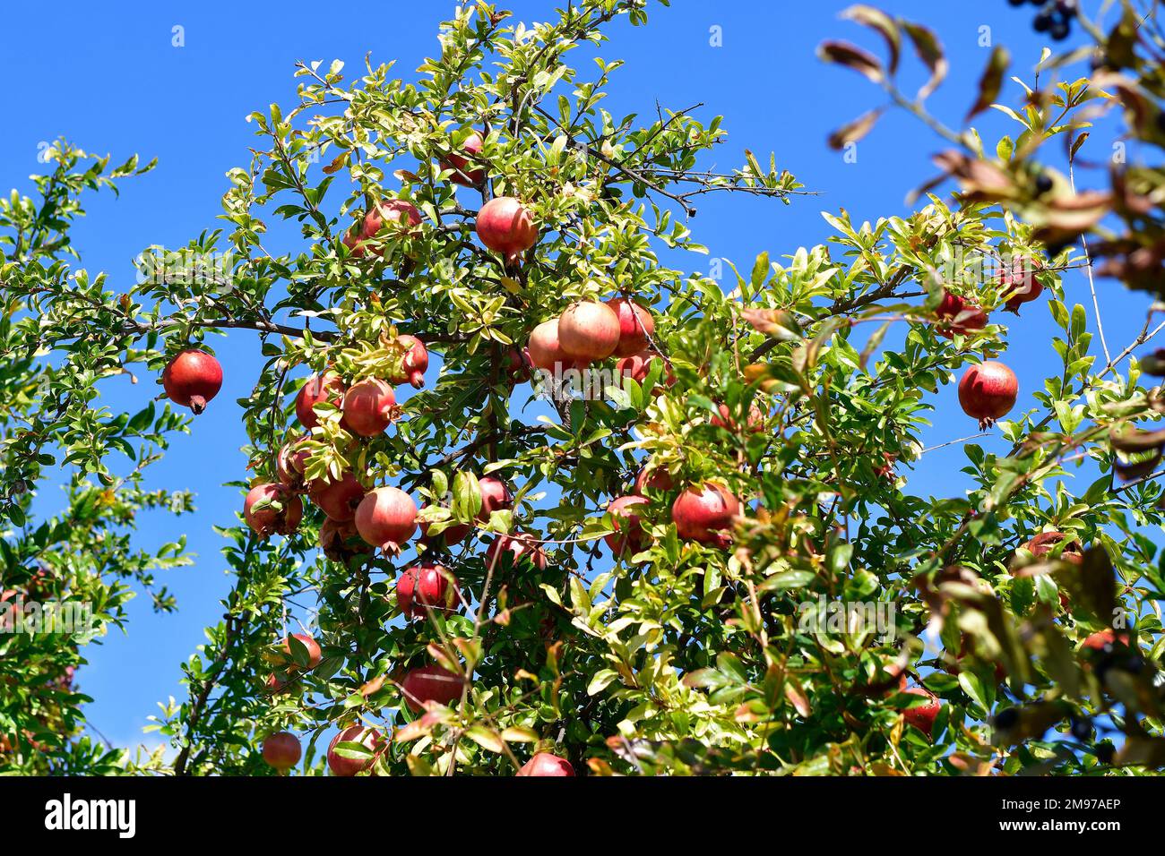 Greece, Crete, pomegranate tree with ripe fruits Stock Photo - Alamy