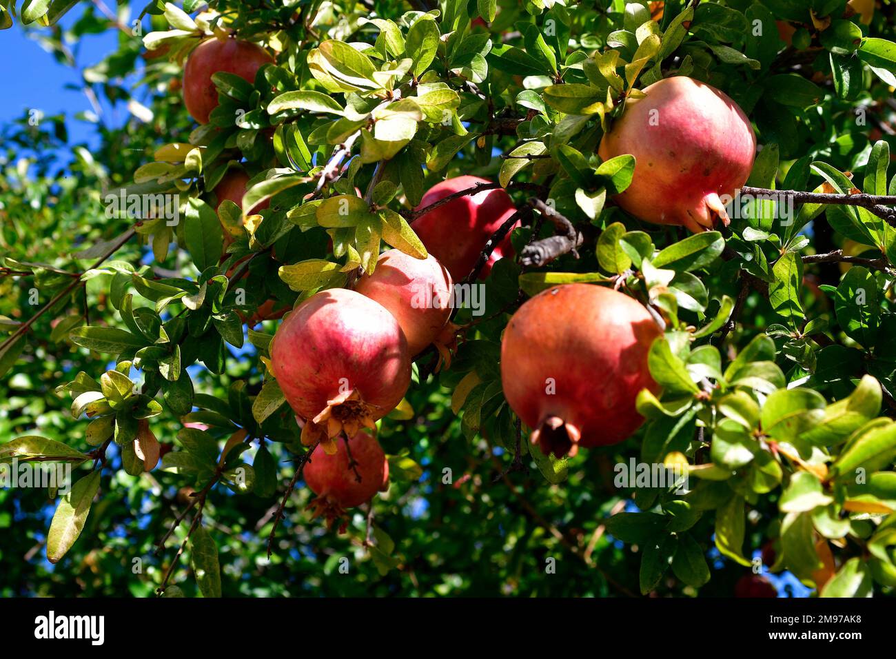 Greece, Crete, pomegranate tree with ripe fruits Stock Photo - Alamy