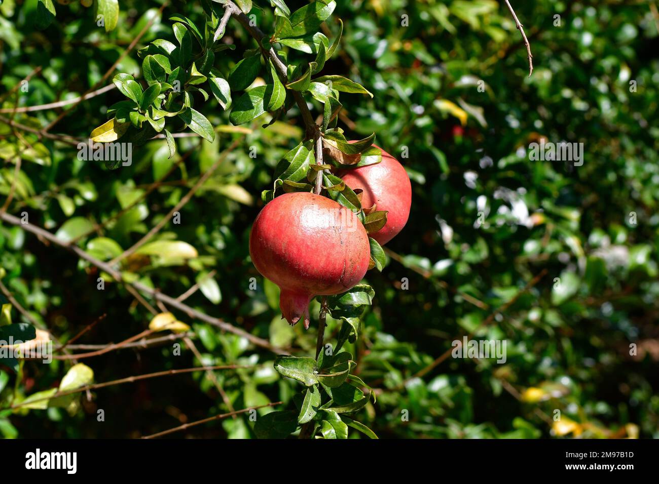 Greece, Crete, pomegranate tree with ripe fruits Stock Photo - Alamy