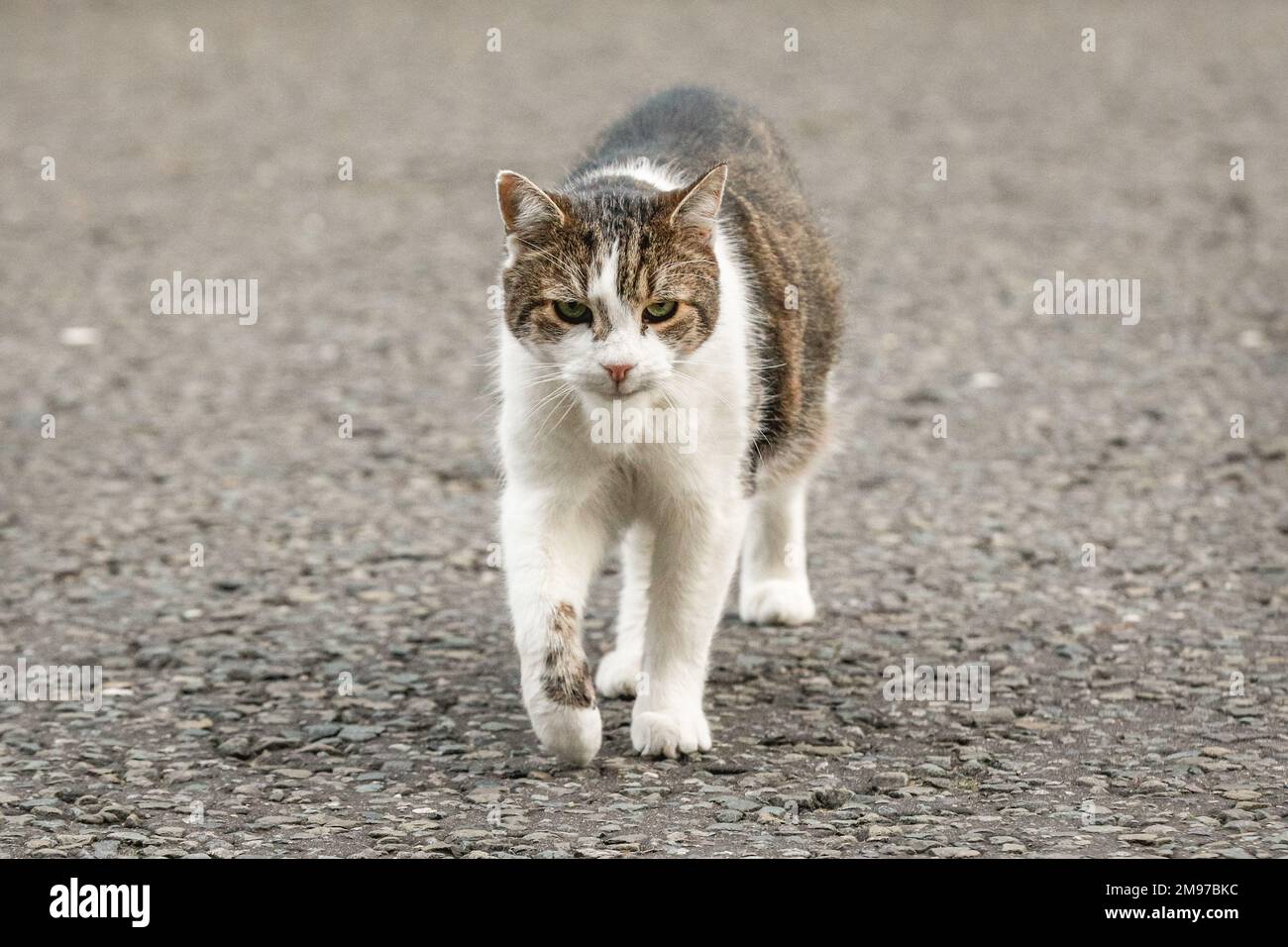 Cat walking street uk hi-res stock photography and images - Alamy