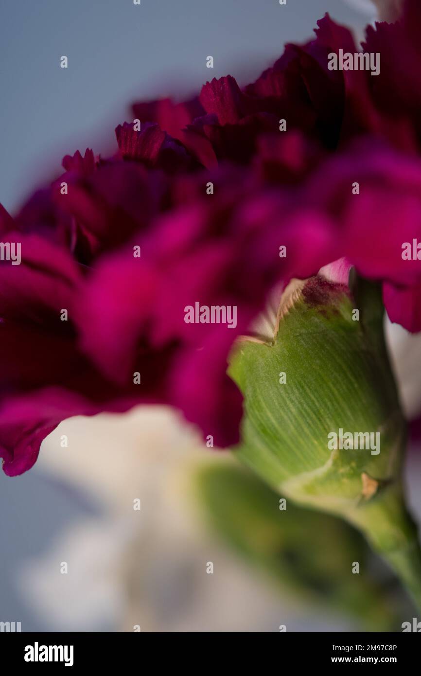 Carantion hi-res stock photography and images - Alamy