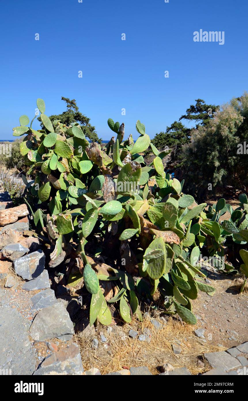 Greece, Crete, cactus with engravings on the leaves in old Venetian ...