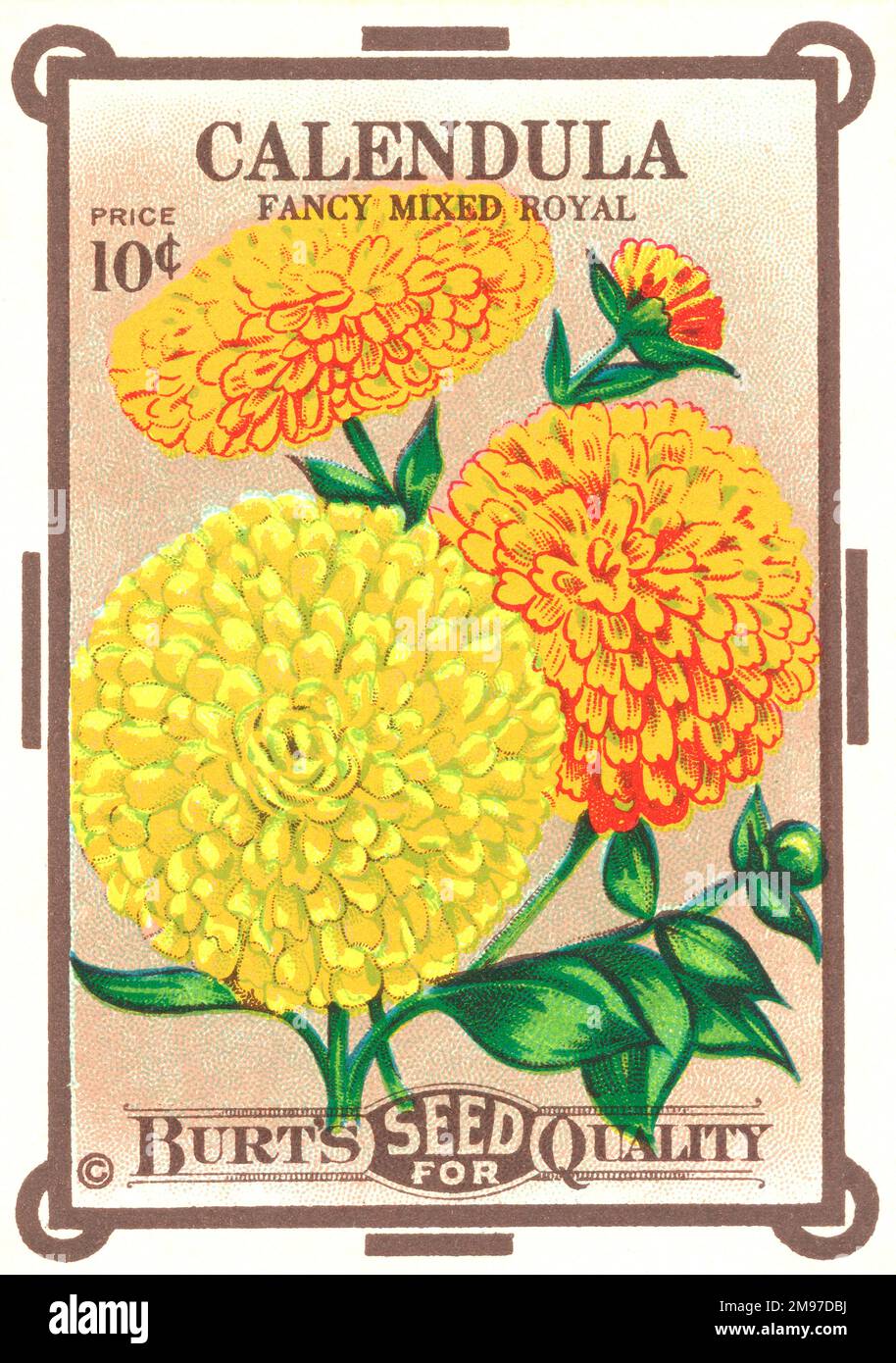 A beautiful Calendula seed packet from the Burt’s Seeds Company, New ...
