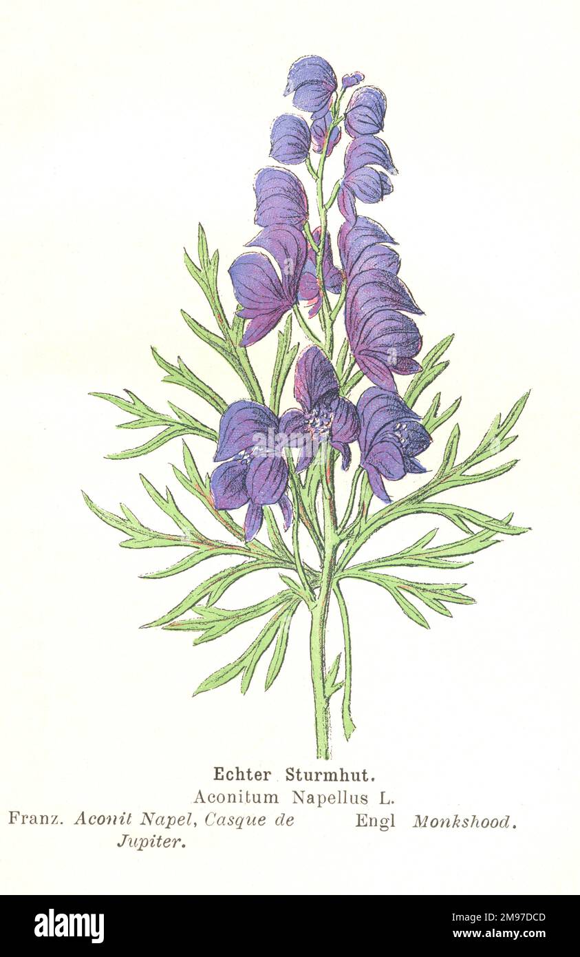 Botanical illustration of Aconitum, also known as monkshood Stock Photo ...